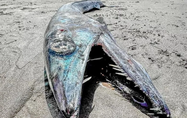 Cannibal with fangs: rare predatory fish washed ashore on US coast ...